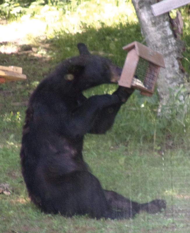 Black Bear enjoying a snack – The Tribune Press Reporter