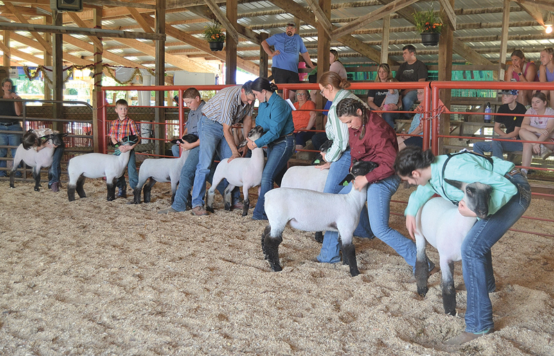 2024 Colfax Free Fair champion and blue-ribbon winners announced – The ...